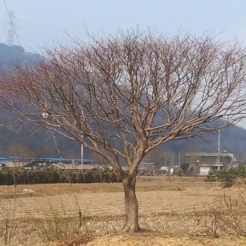 단풍나무 #독립수,#기념식수 on Bunjang Global Site.