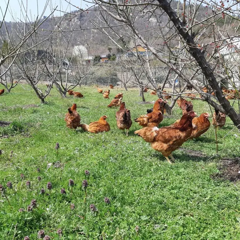 Natural radiated native chicken chicken chicken chicken hen chicken ...