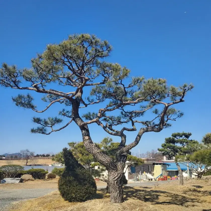 Song-mu-jo-mang-jeong-chon-guk-bansong 25 years or more 300 pine trees ...