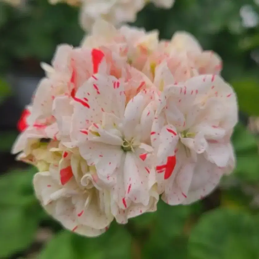 European geranium _ princess pea (Russian geranium) #러시아제라,#유럽제라,#제라 ...