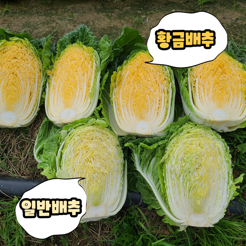 Haenam Golden Napa Cabbage Salted Cabbage 20kg 4 Washes Date Specified ...