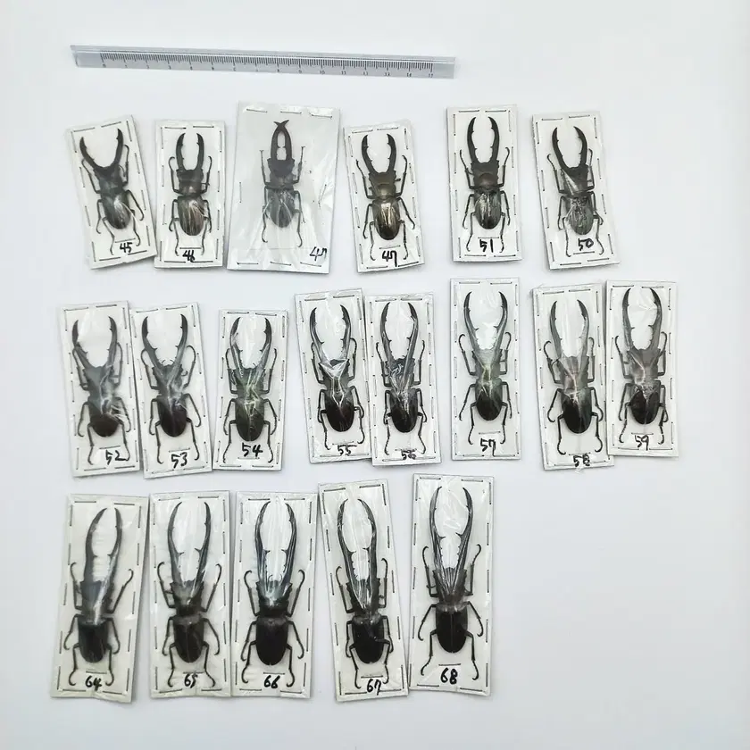 Insect Specimen - Metallifer scissor beetles in bulk on Bunjang Global ...