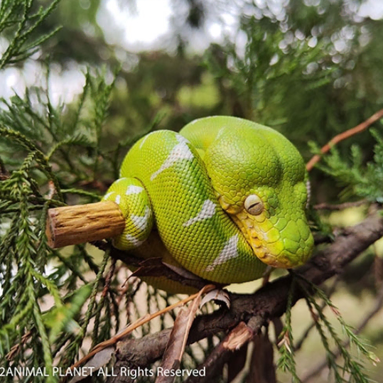 Snake Figures Emerald Tree Boa Figures Deep Light Body Vahn Snake Series ETB GTP #뱀,#피규어,#동물피규어 ...