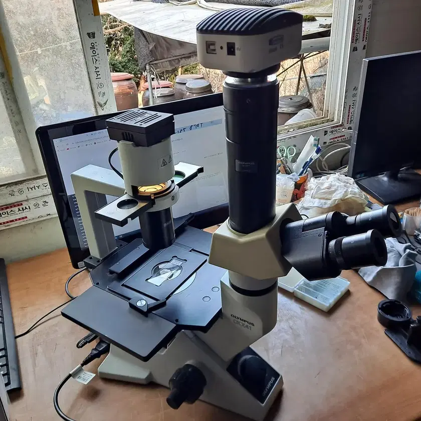 Measurement/Metering/Level 올림푸스,OLYMPUS,CKX41,현미경,올림푸스현미경 on Bunjang ...