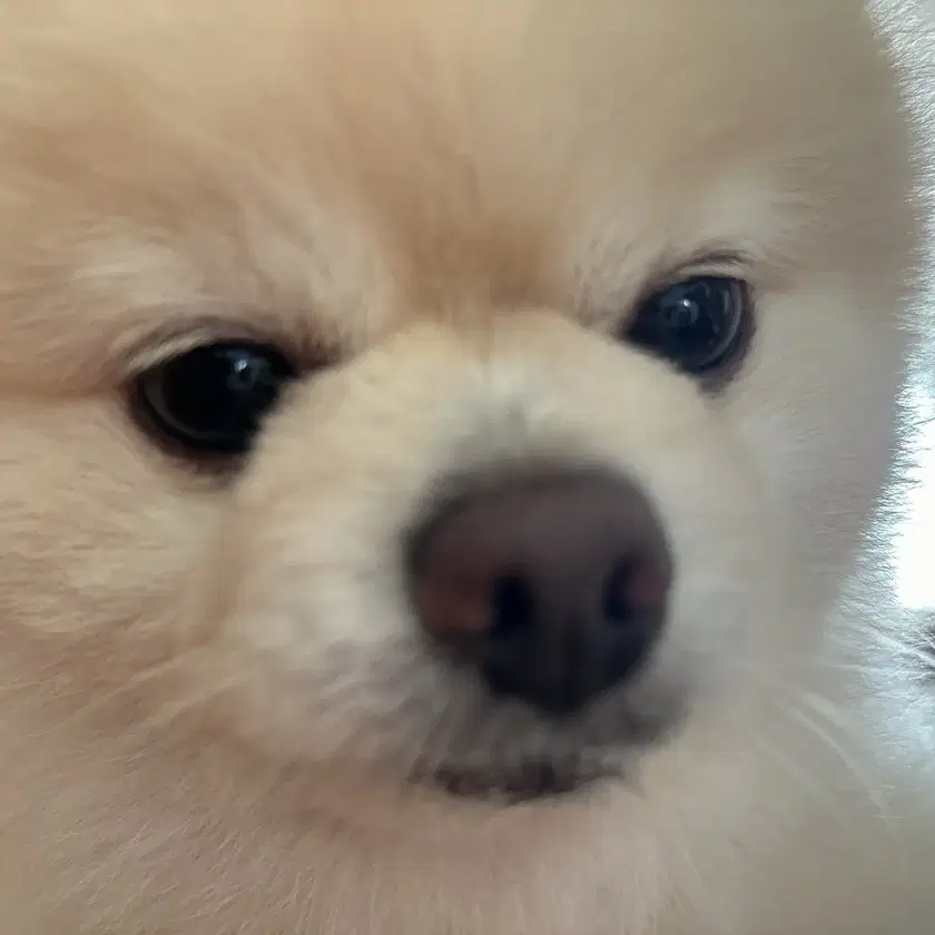 Fanwan on Bunjang Global Site.