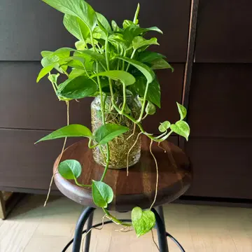 Bathtub/Lower Body Bathing Supplies on Bunjang Global Site.