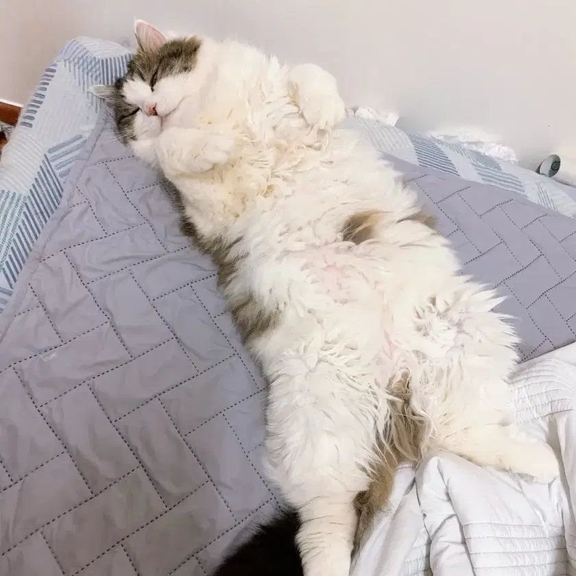 Looking for a cat to pay tribute to on Bunjang Global Site.