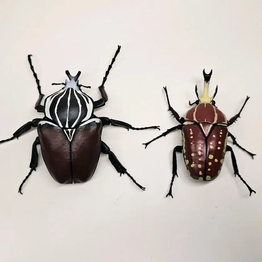 Biota of Japan: Flower Moths, Goliath Flower Moth, Cheongpungi Stand ...