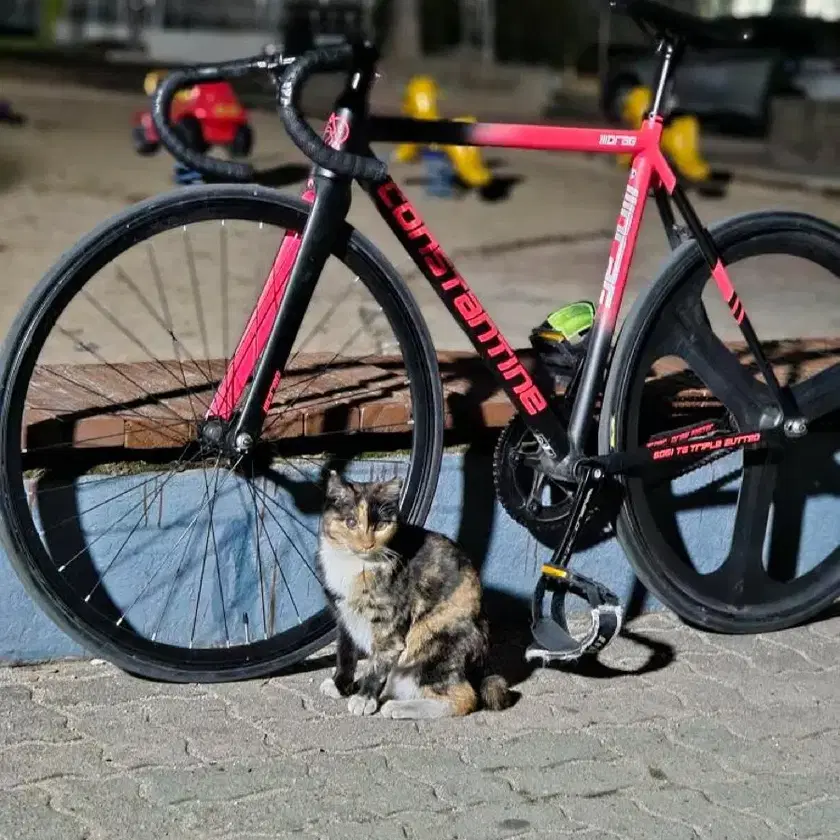 CONSTANTINE | 콘스탄틴 Constantine Drag 2018 Wanchai Edition/ Wheelset and Communication on Bunjang ...