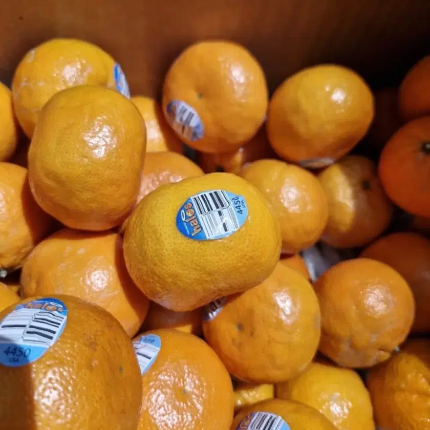 Weekend Special. 2kg of mandarin oranges from California, USA (22th to ...