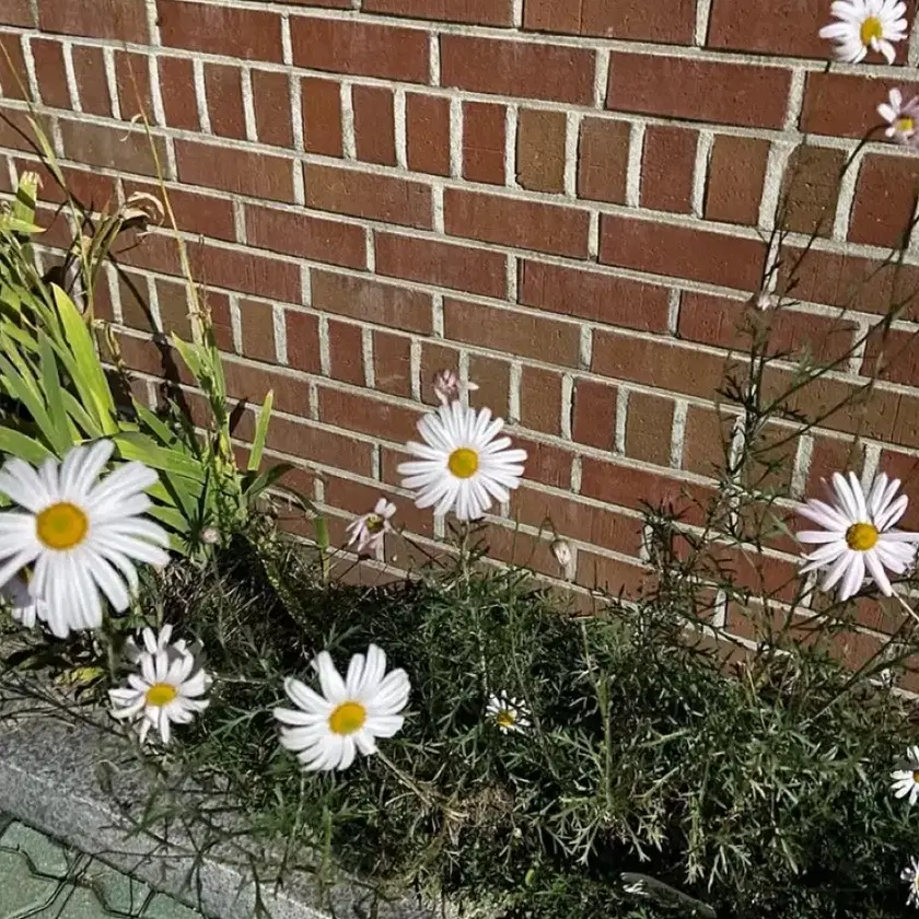 NEW JEANS | 뉴진스 New Jeans NJZ haerin Takashi Murakami Flush keyring ...