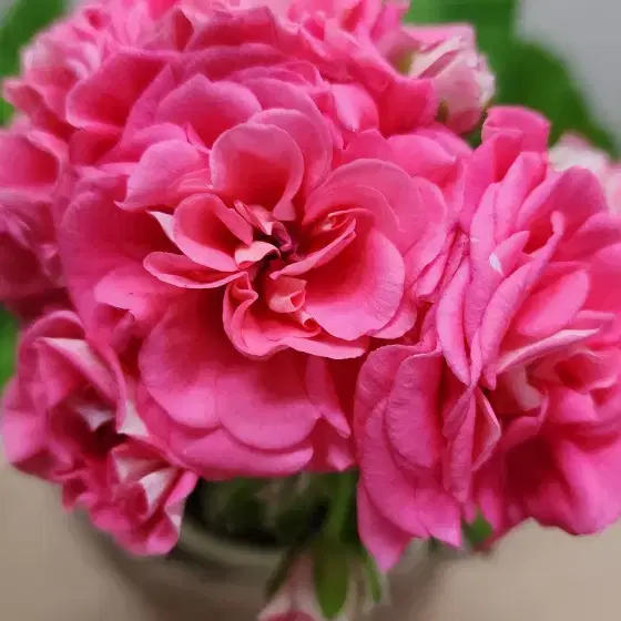 Geranium lara andre on Bunjang Global Site.