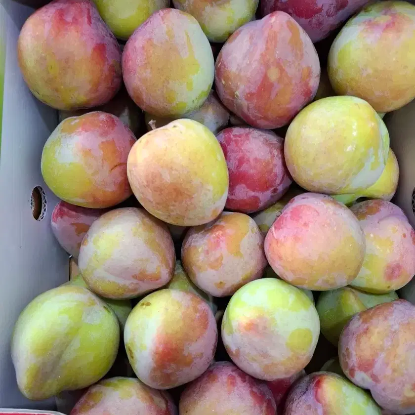 Humusa Plum Dodam 5kg 1 box 29,000 KRW on Bunjang Global Site.