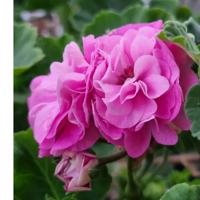 Russian Geranium Selena Ersha on Bunjang Global Site.