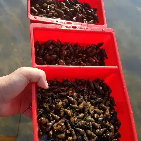 강원도 자연산생다슬기 1kg당 2.5만(기본3kg) #민물고둥,#골뱅이,#생다슬기 on Bunjang Global Site.