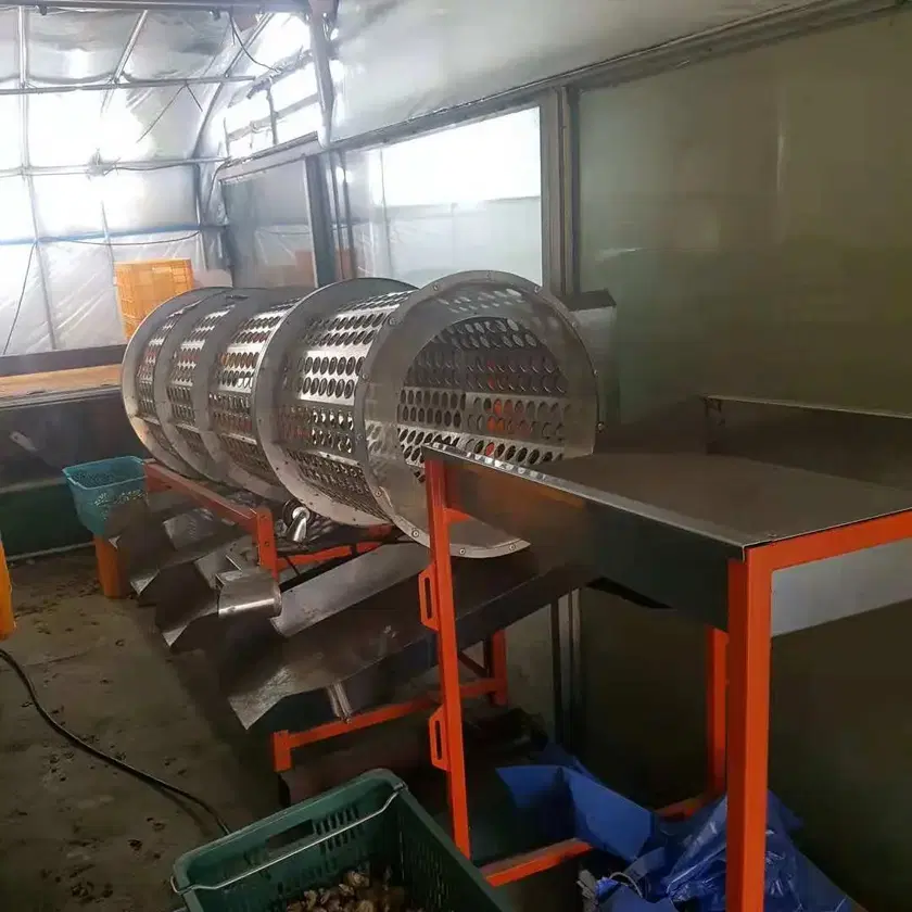 Mushroom sorting machine/Shiitake mushroom/Mushroom size sorting #버섯선별기,#표고버섯,#송이버섯,#버섯크기분류,#선별 ...